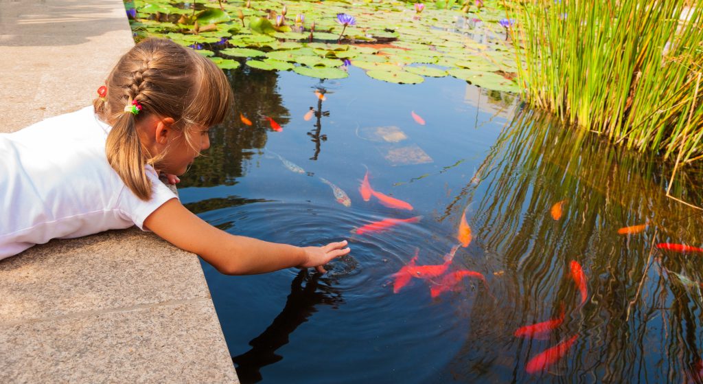 Microbe-Lift: Halves the maintenance of your pond, 100% organic!