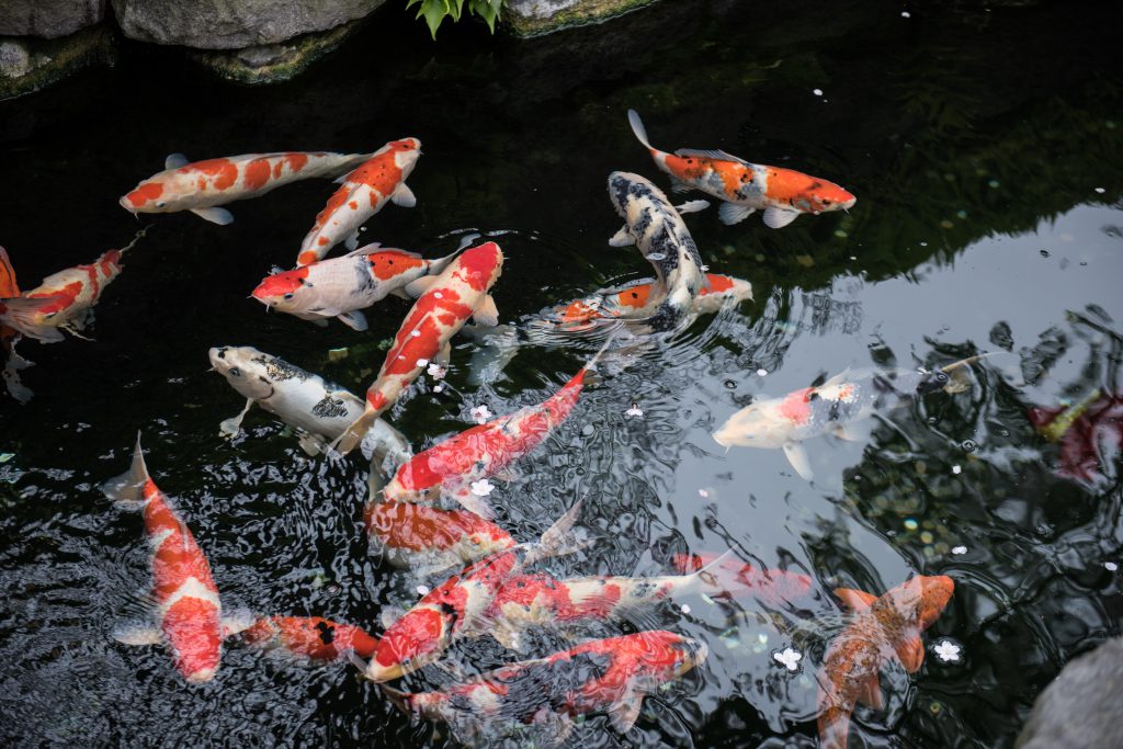 Microbe-Lift: Halves the maintenance of your pond, 100% organic!